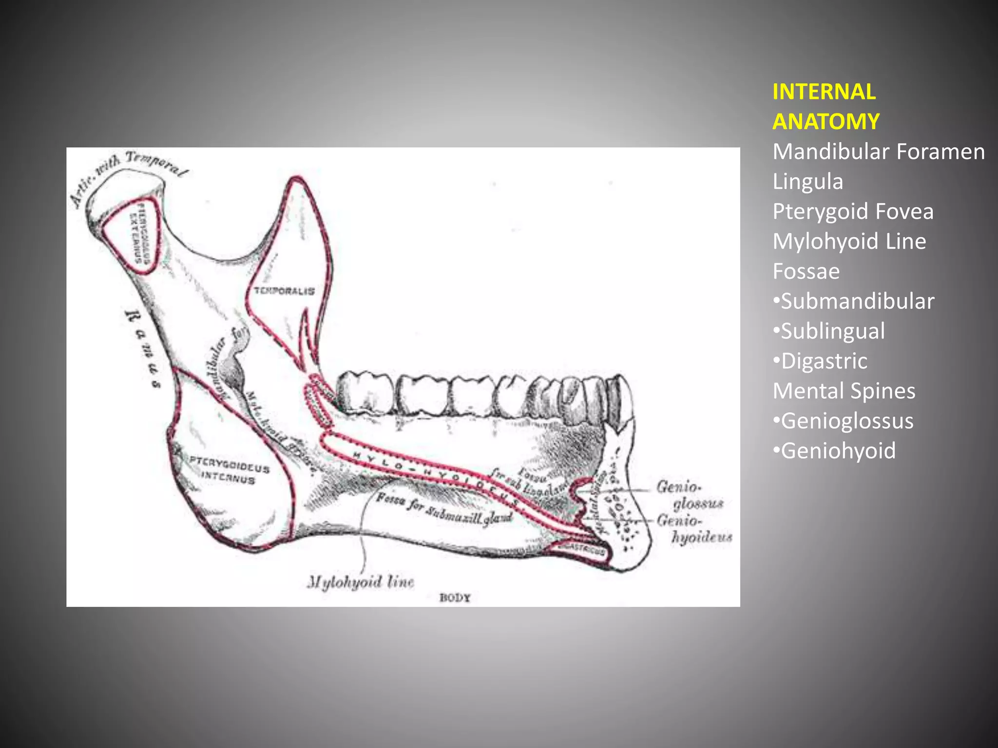 Functional anatomy of mandible | PPT