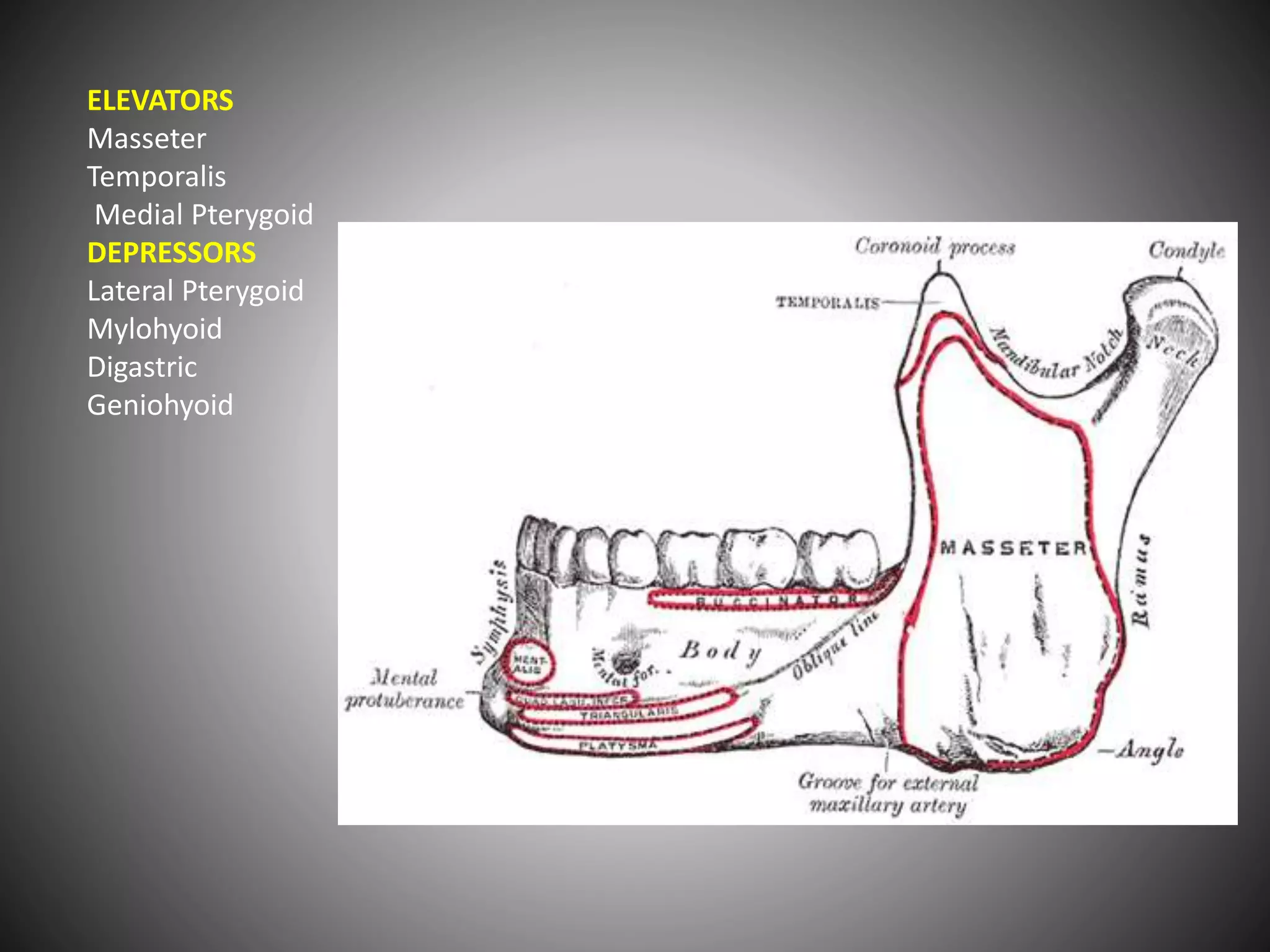 Functional anatomy of mandible | PPTX