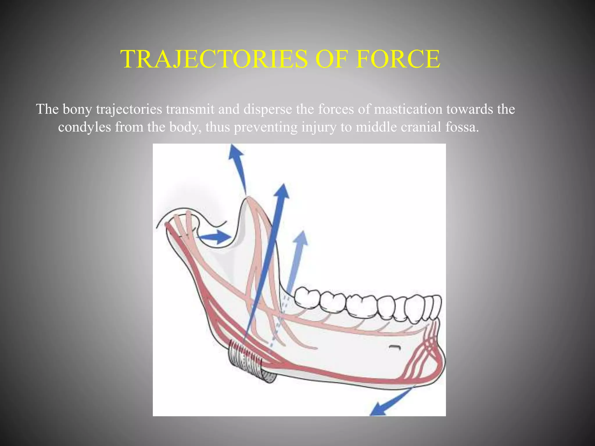 Functional anatomy of mandible | PPTX