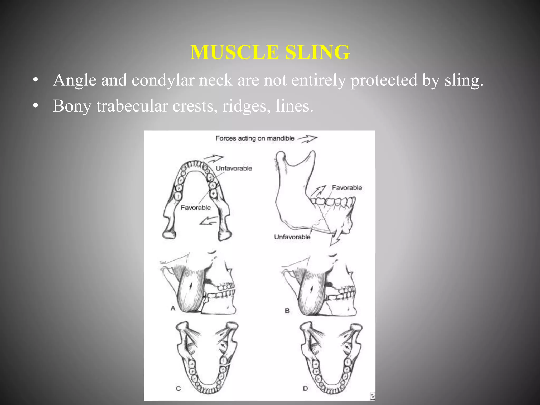 Functional anatomy of mandible | PPT