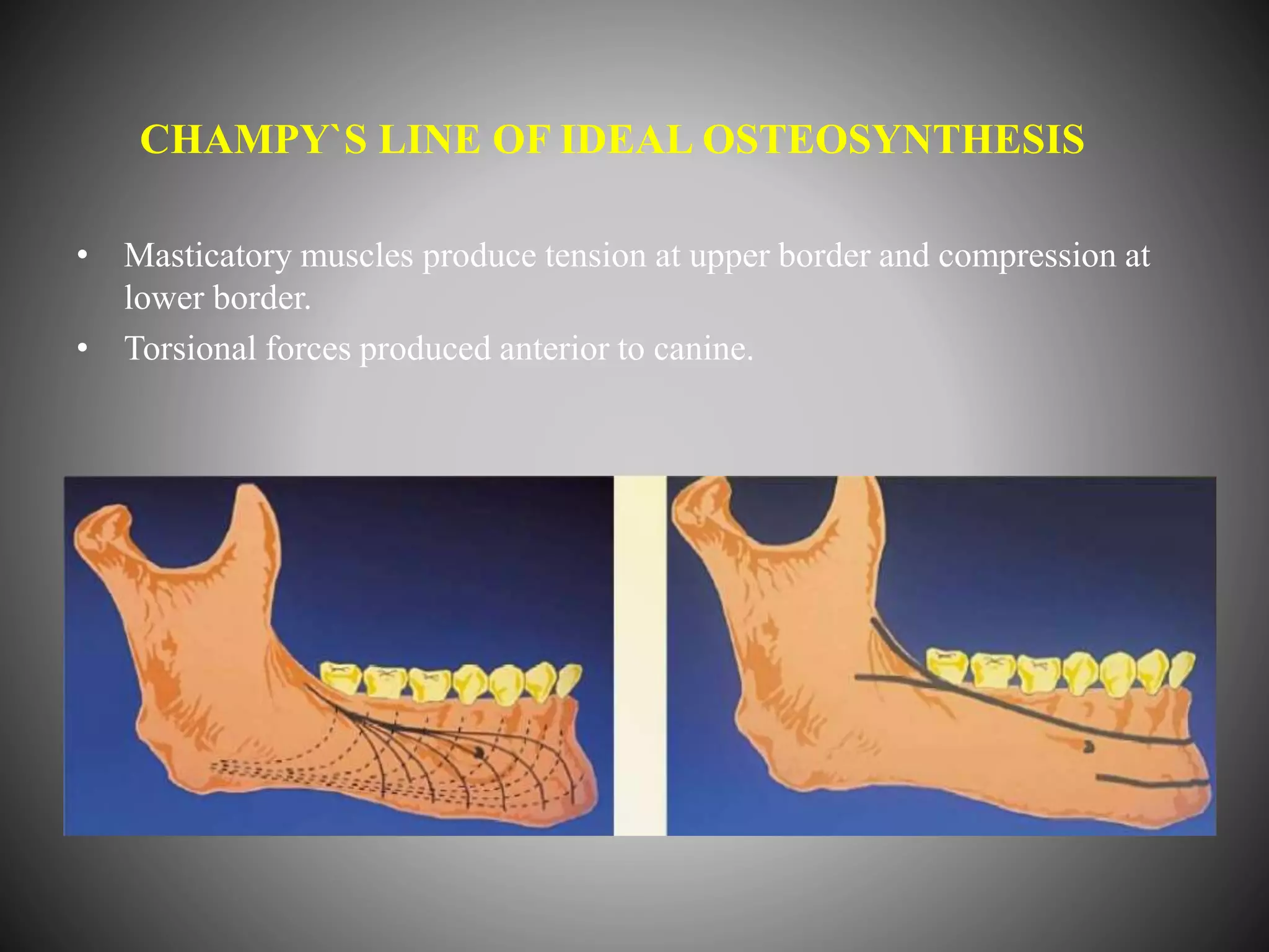 Functional anatomy of mandible | PPTX