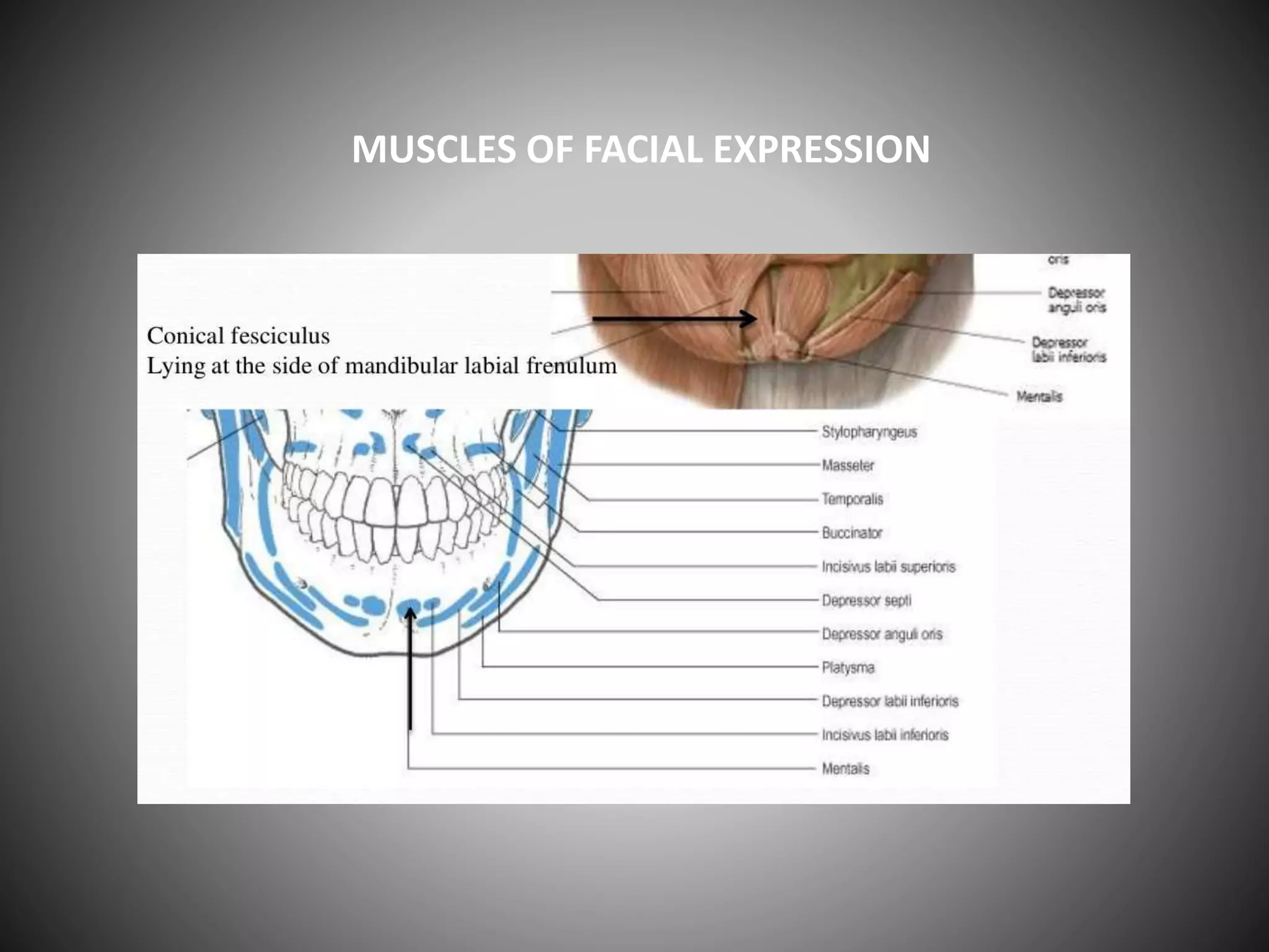 Functional anatomy of mandible | PPTX