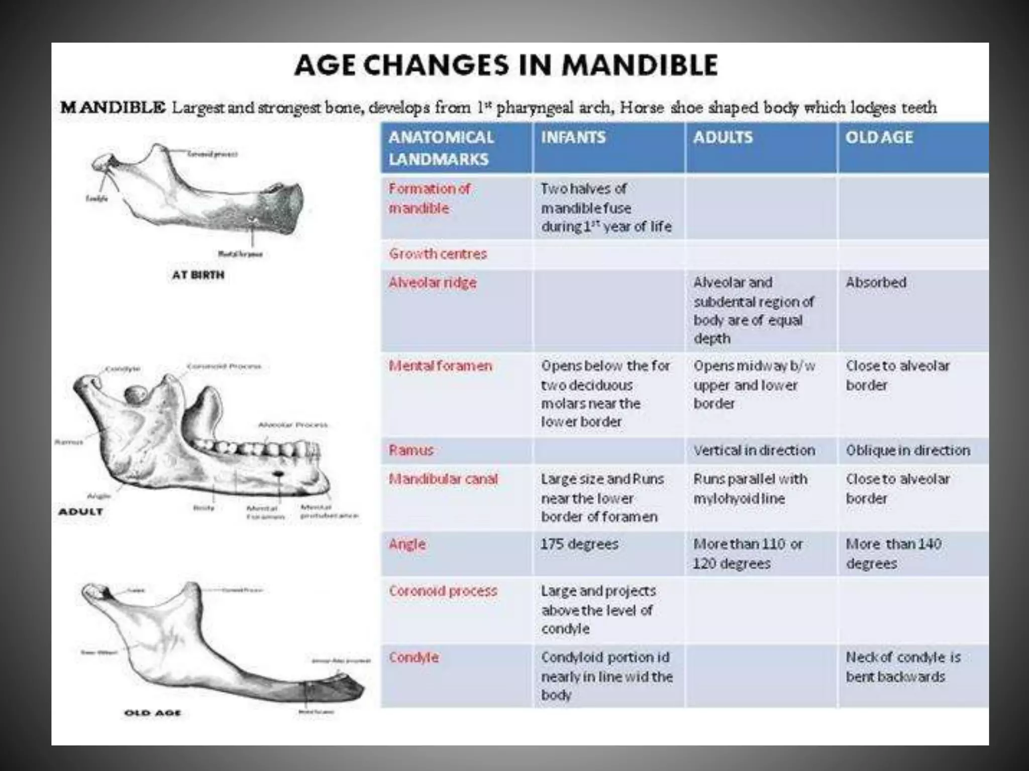 Functional anatomy of mandible | PPTX
