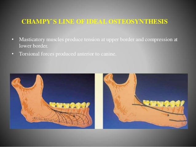 Functional anatomy of mandible