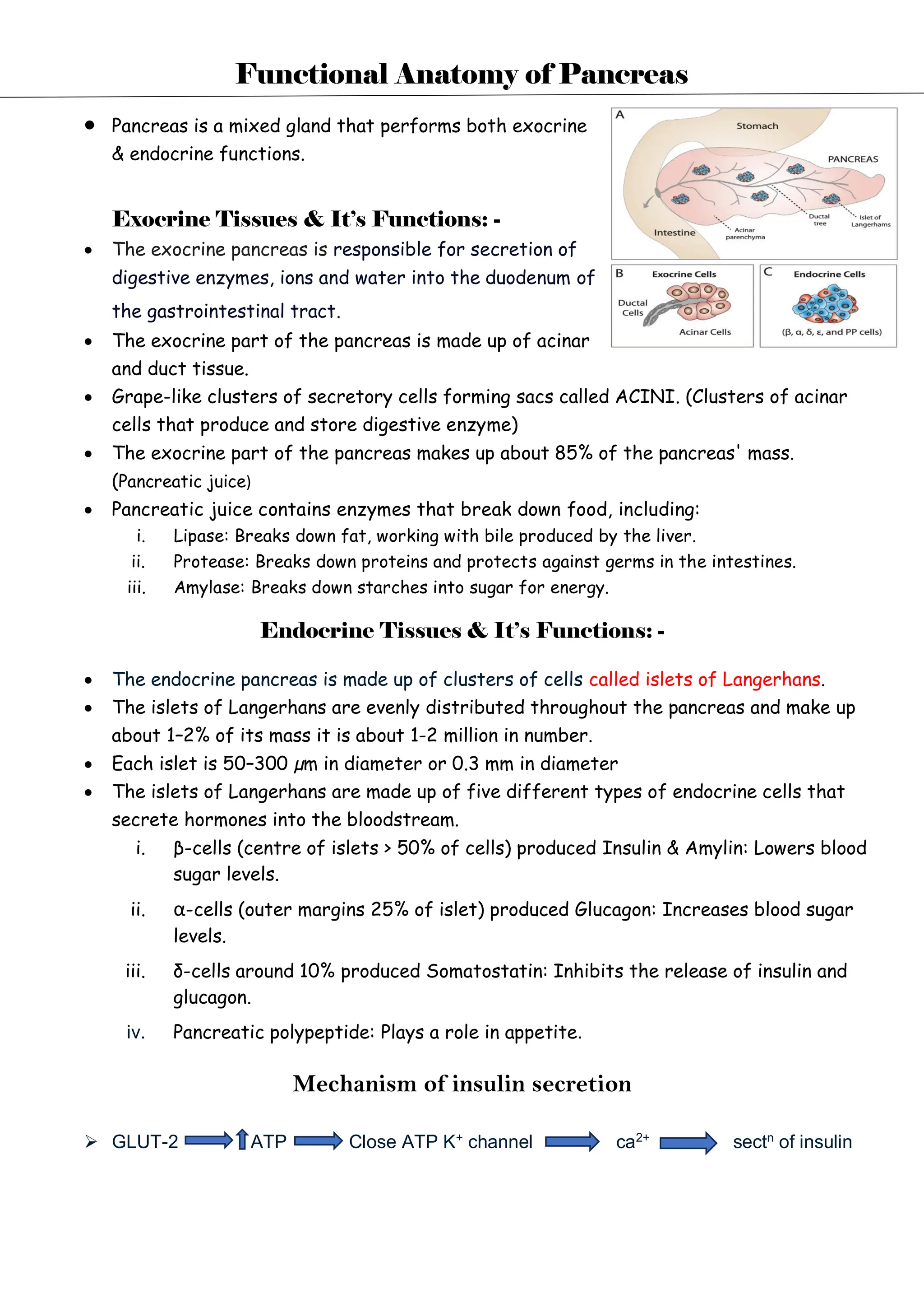 Functional Anatomy of Pancreas, revealing how this small organ plays a ...