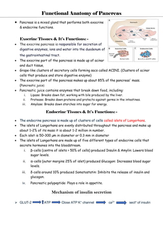 Functional Anatomy of Pancreas, revealing how this small organ plays a ...