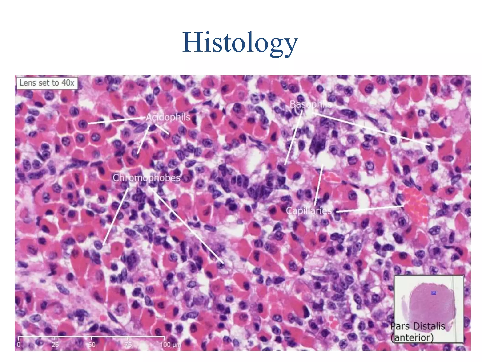Functional anatomy of pituitary gland | PPTX