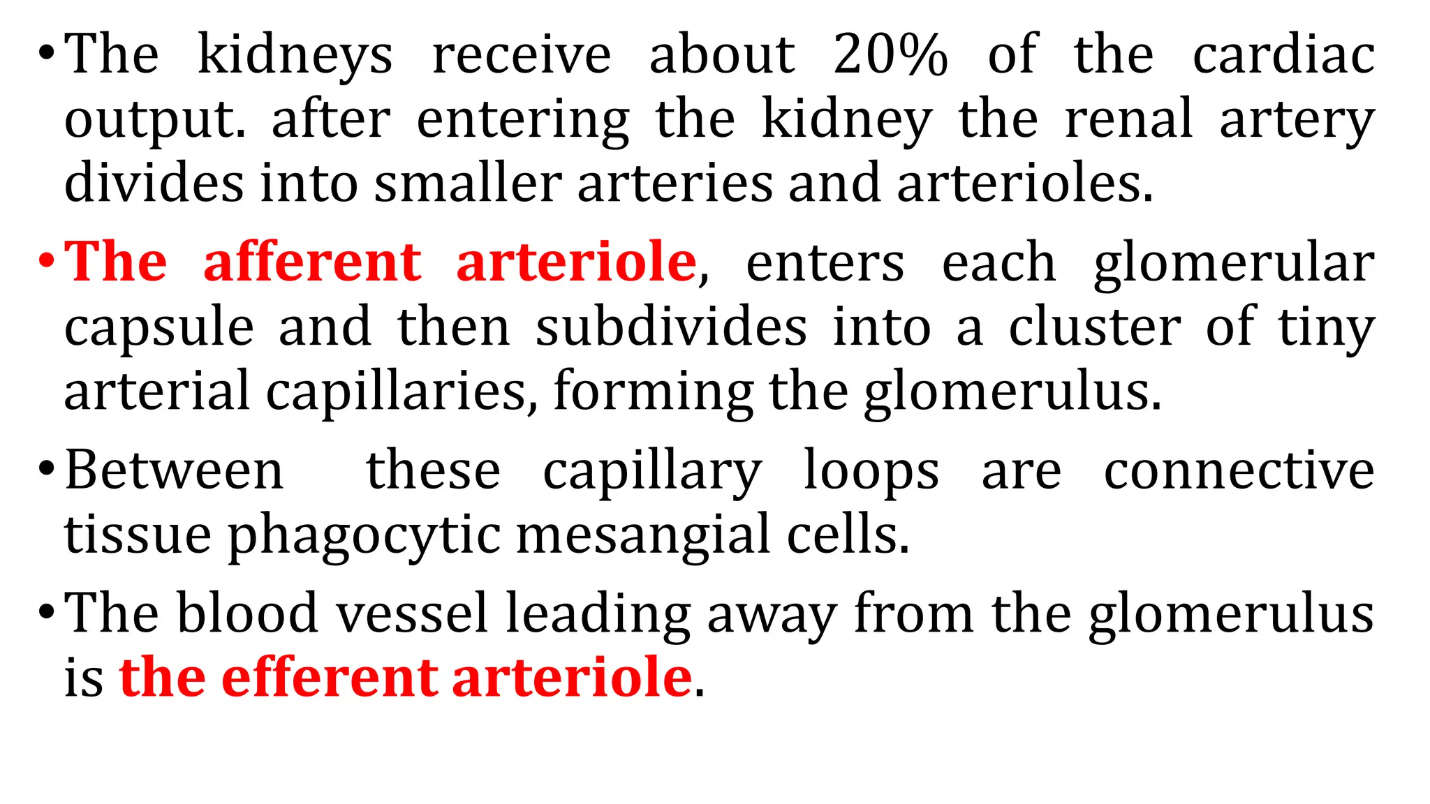 FUNCTIONAL ANATOMY OF RENAL SYSTEM. Urinay System | PDF