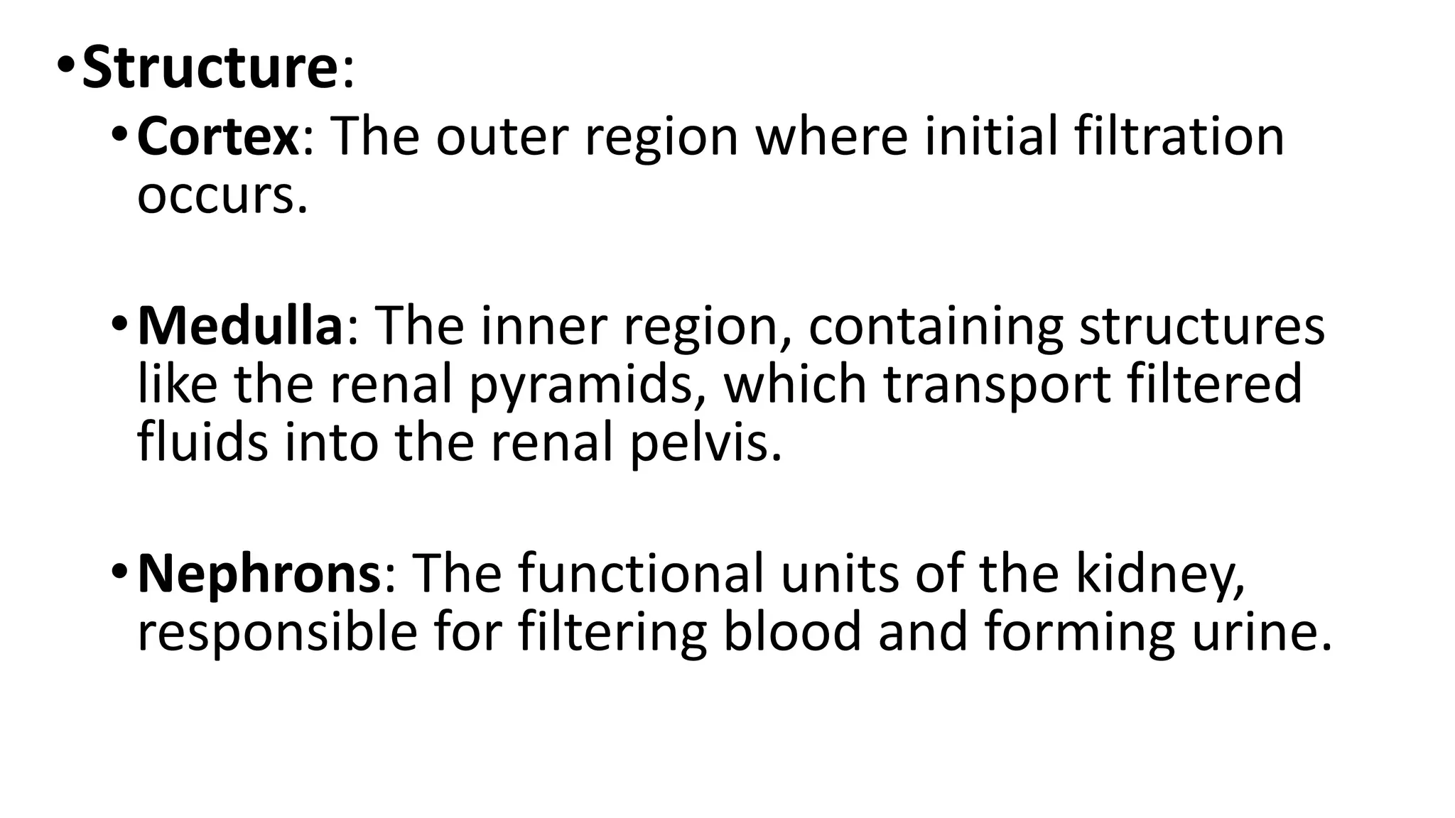 FUNCTIONAL ANATOMY OF RENAL SYSTEM. Urinay System | PDF