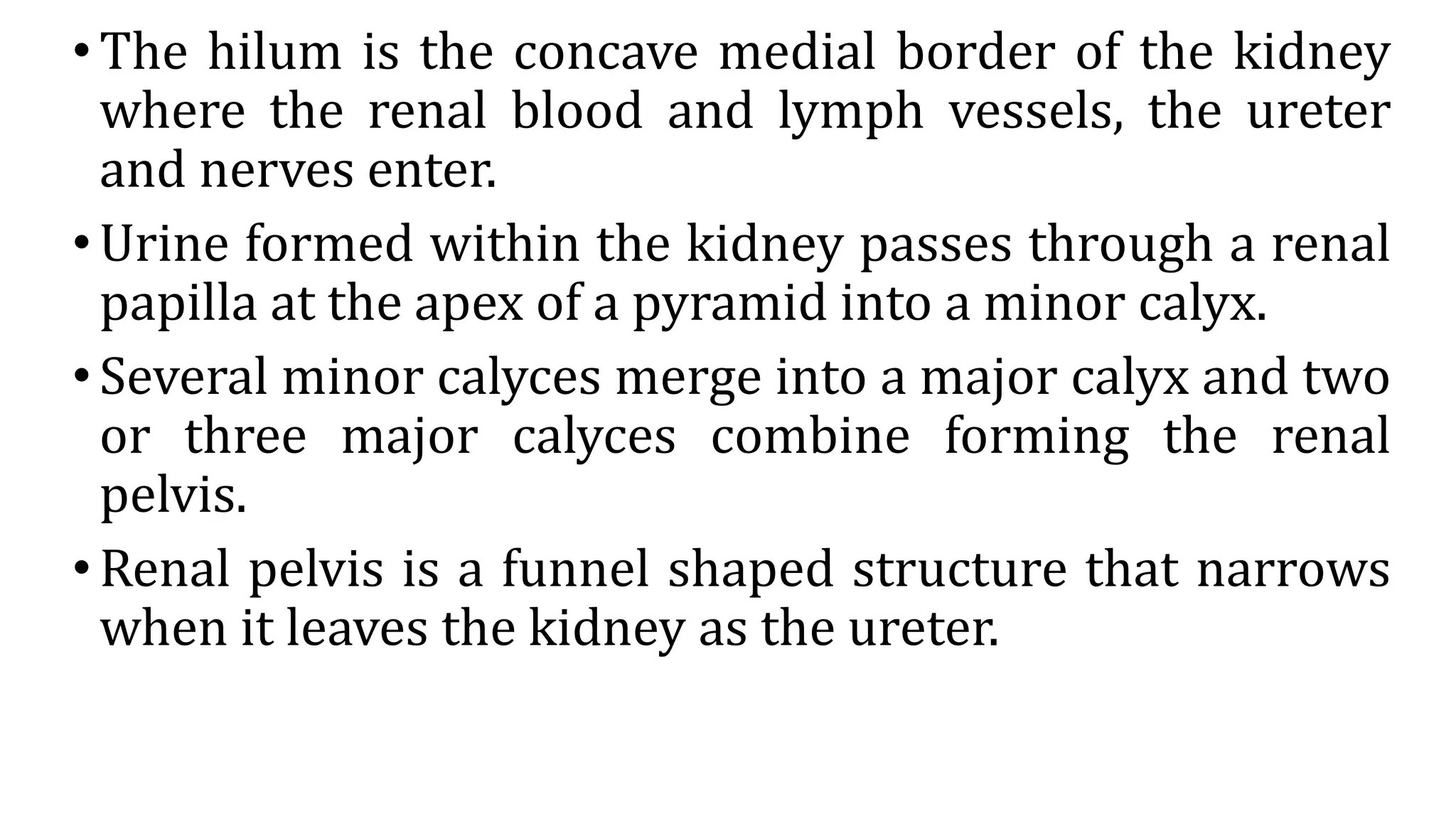 FUNCTIONAL ANATOMY OF RENAL SYSTEM. Urinay System | PDF