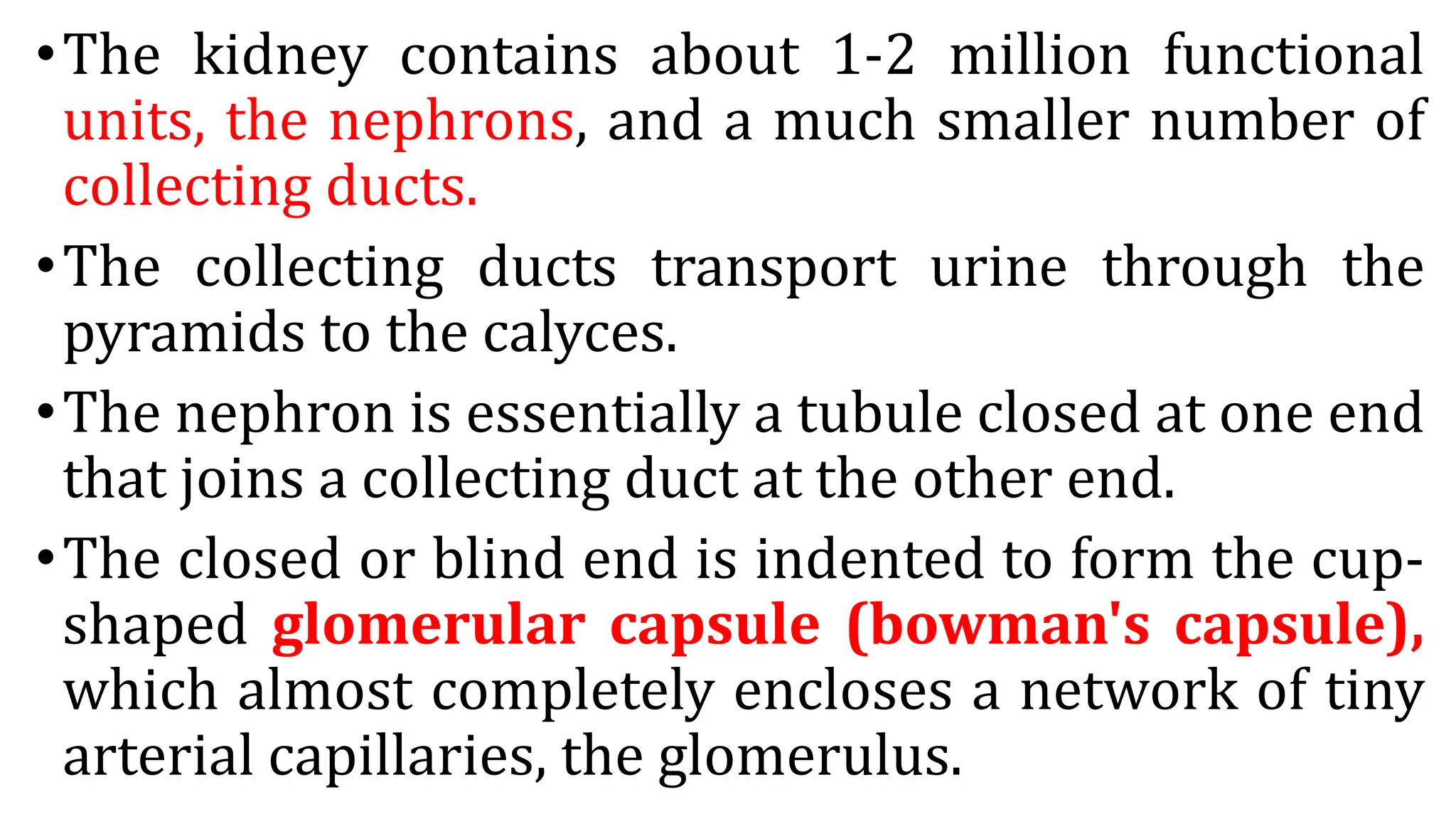 FUNCTIONAL ANATOMY OF RENAL SYSTEM. Urinay System | PDF