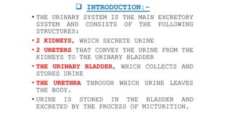 FUNCTIONAL ANATOMY OF RENAL SYSTEM. Urinay System | PDF