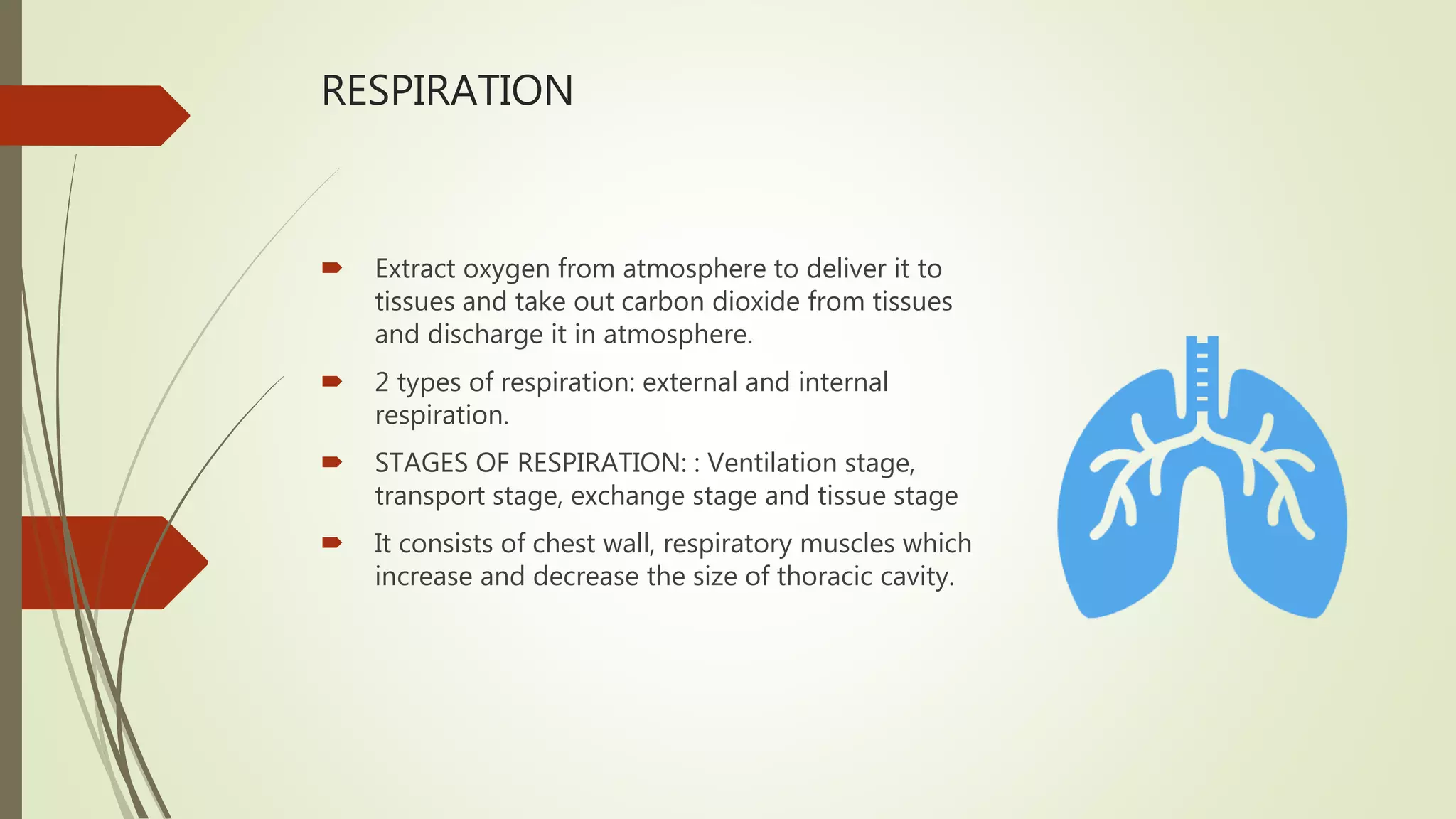 FUNCTIONAL ANATOMY OF RESPIRATORY SYSTEM.pptx
