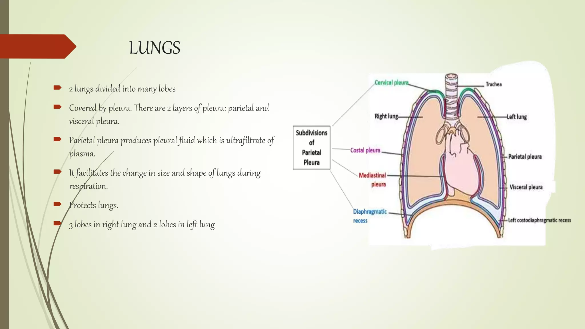 FUNCTIONAL ANATOMY OF RESPIRATORY SYSTEM.pptx