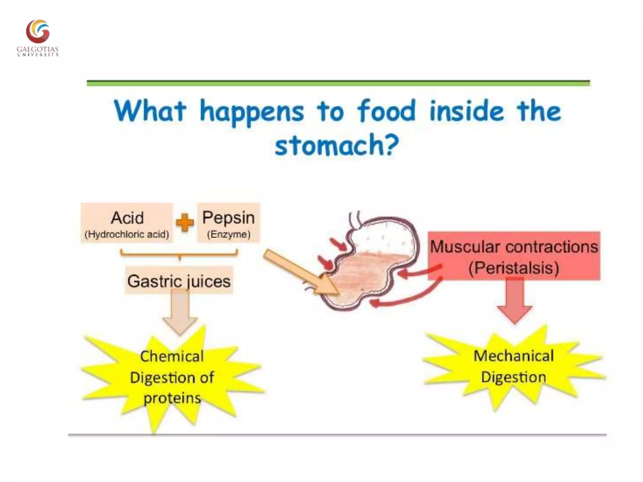 Functional anatomy of stomach, functions of stomach and glands of ...