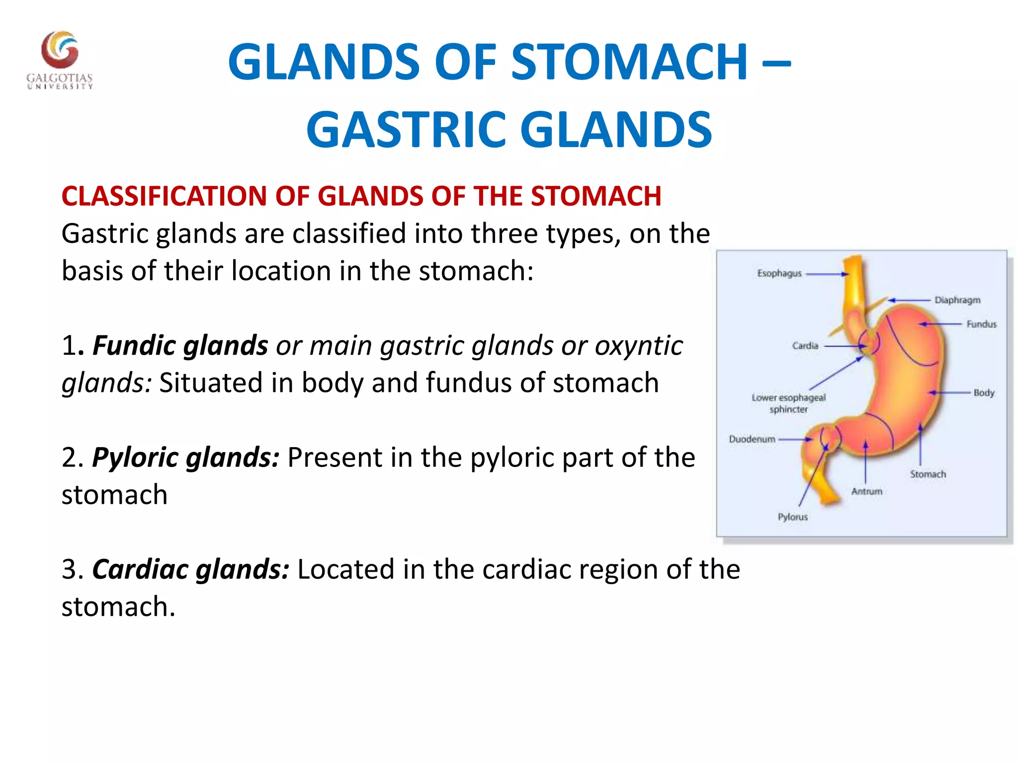 Functional anatomy of stomach, functions of stomach and glands of ...