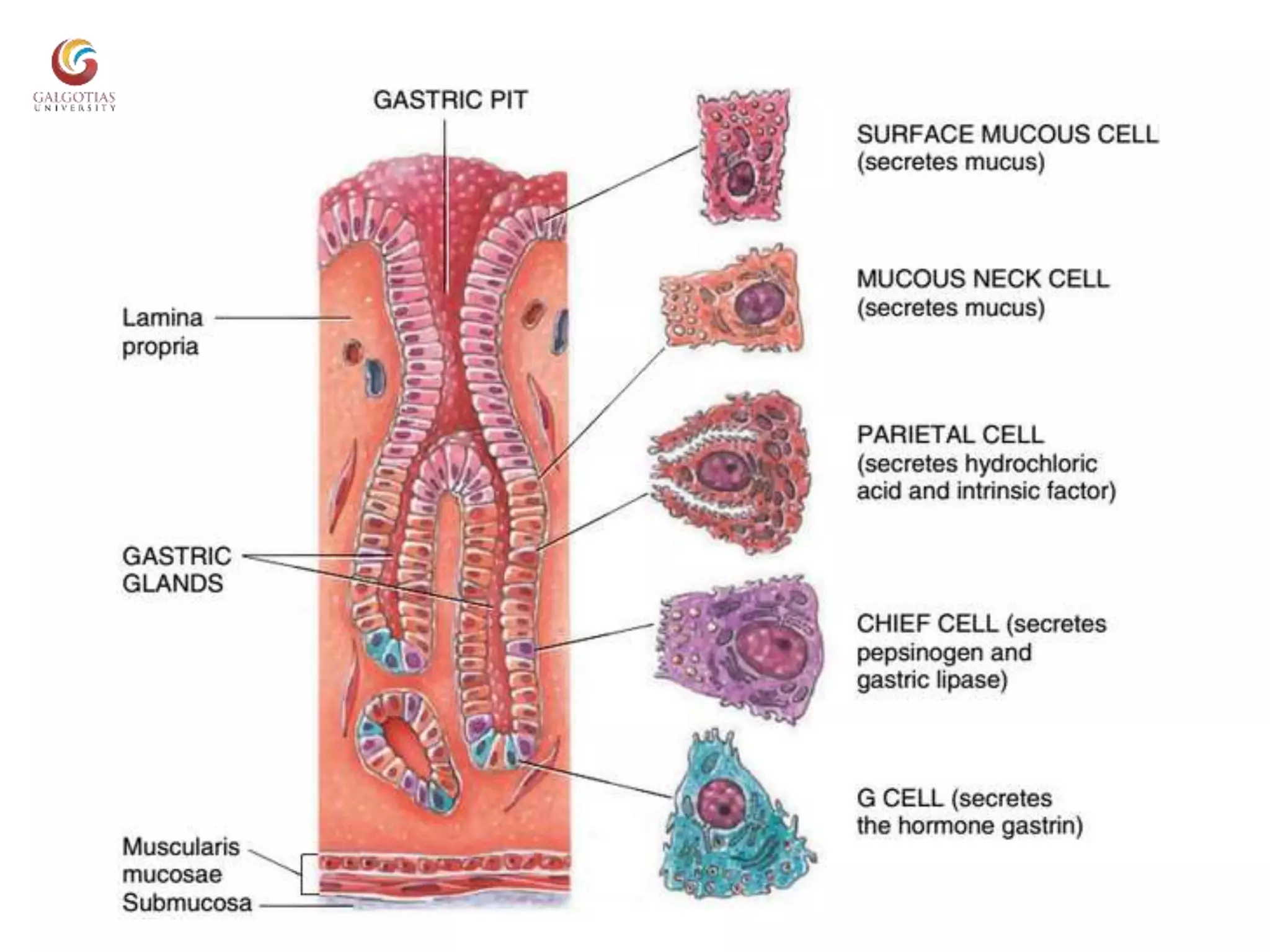 Functional anatomy of stomach, functions of stomach and glands of stomach gastric glands | PPTX