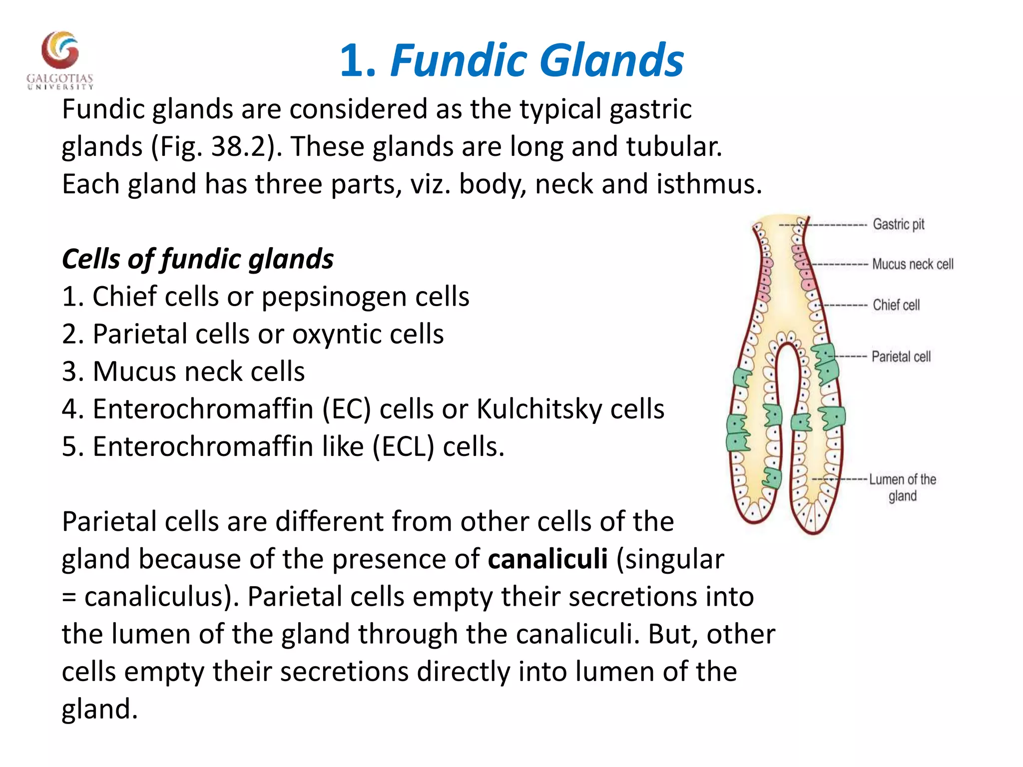 Functional anatomy of stomach, functions of stomach and glands of ...