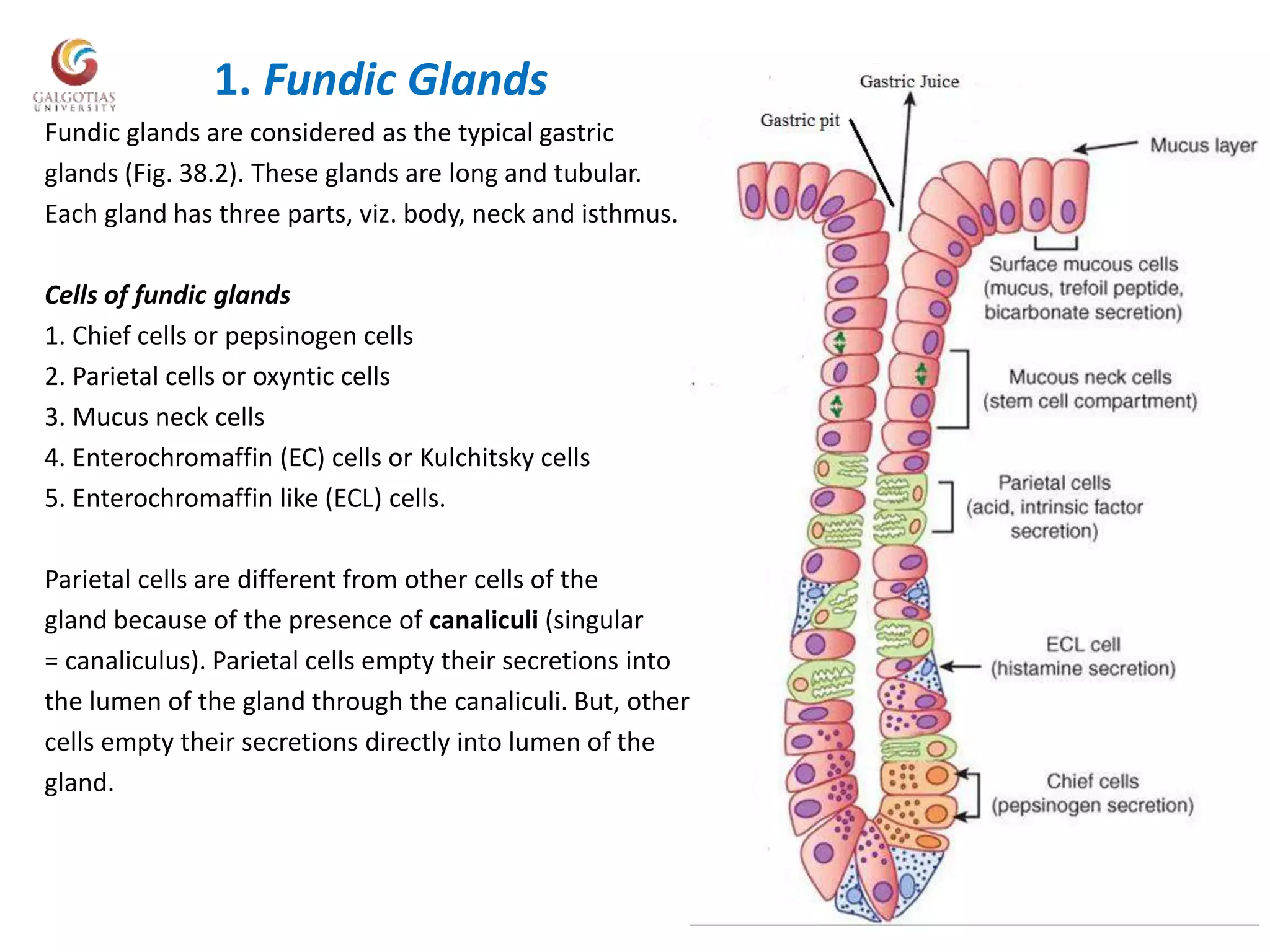 Functional anatomy of stomach, functions of stomach and glands of ...