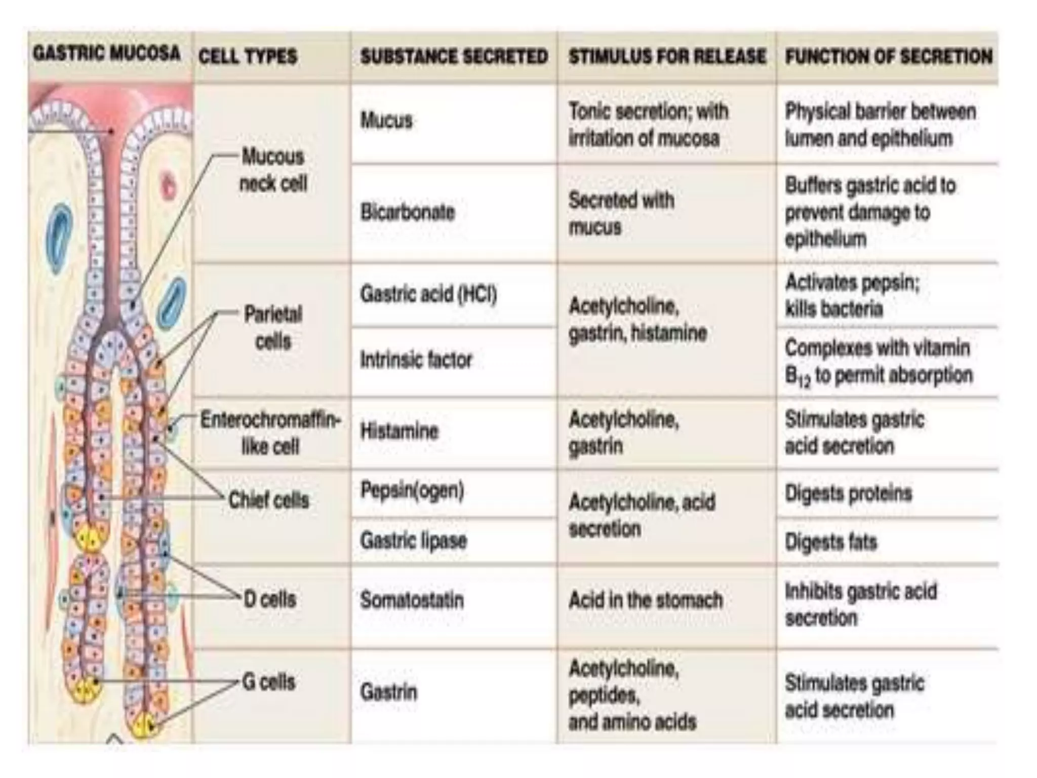 Functional anatomy of stomach, functions of stomach and glands of ...