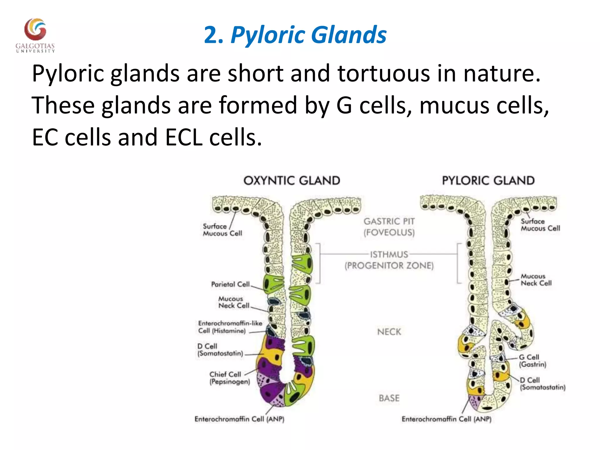 Functional anatomy of stomach, functions of stomach and glands of ...