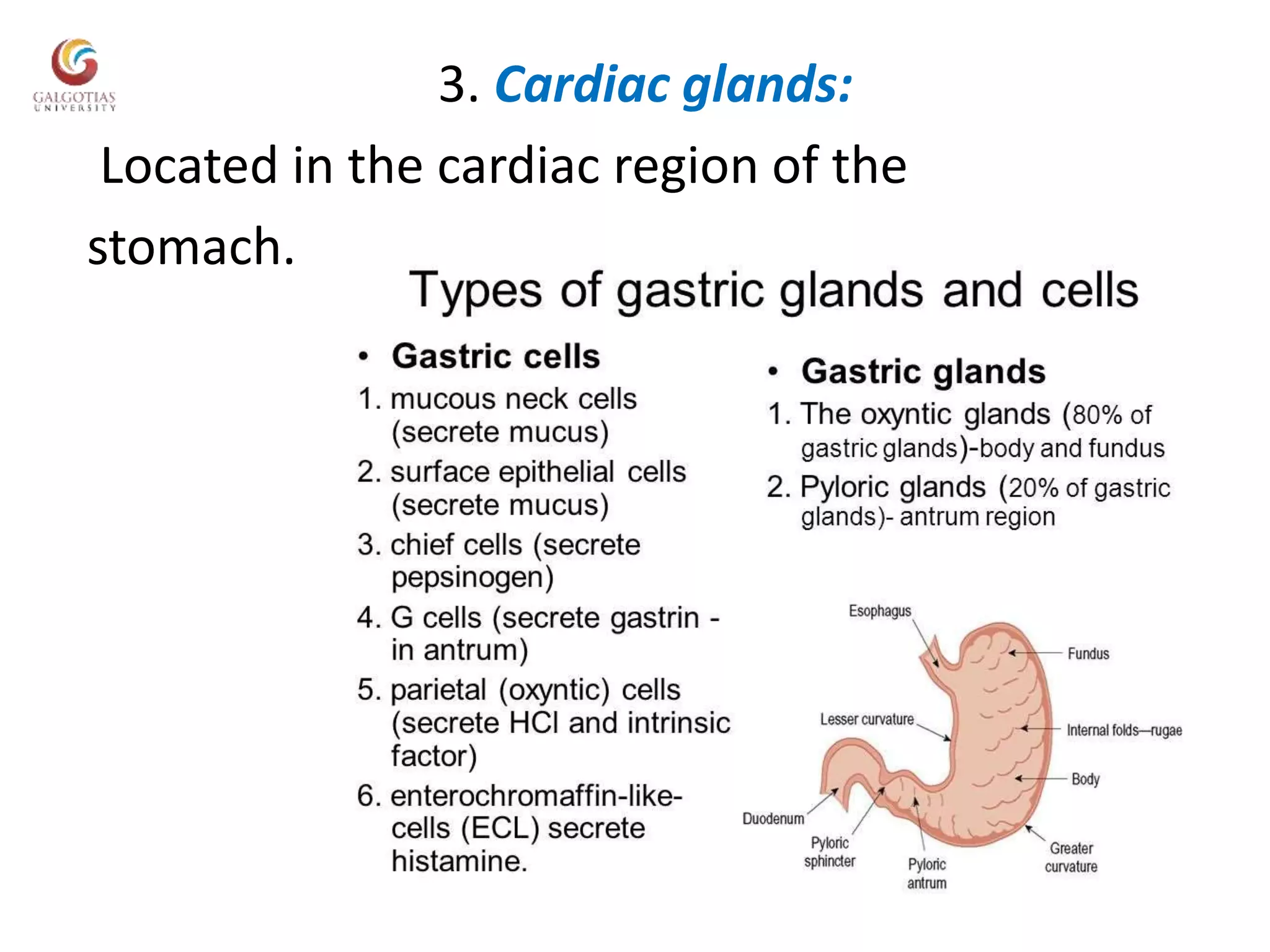 Functional anatomy of stomach, functions of stomach and glands of ...