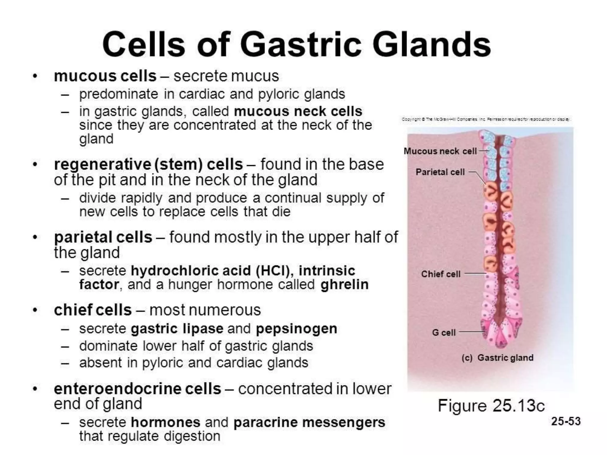 Functional anatomy of stomach, functions of stomach and glands of ...