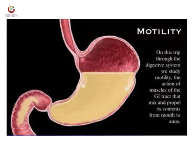 Functional anatomy of stomach, functions of stomach and glands of ...