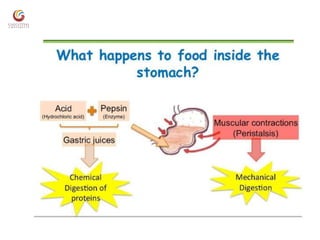 Functional anatomy of stomach, functions of stomach and glands of ...