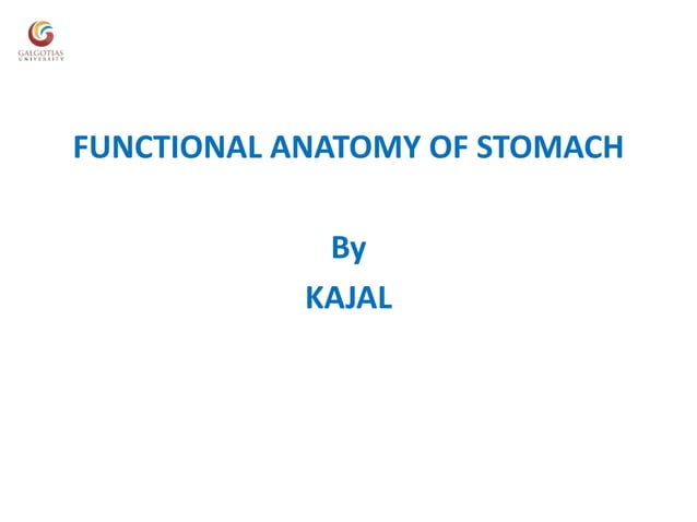 Functional anatomy of stomach, functions of stomach and glands of ...