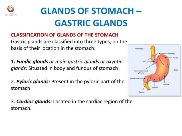 Functional anatomy of stomach, functions of stomach and glands of ...