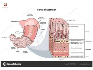 Functional anatomy of stomach, functions of stomach and glands of ...