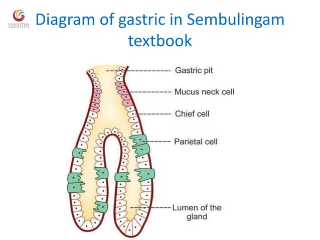 Functional anatomy of stomach, functions of stomach and glands of ...
