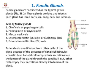 Functional anatomy of stomach, functions of stomach and glands of ...