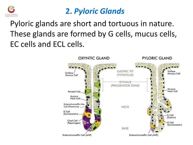 Functional anatomy of stomach, functions of stomach and glands of ...