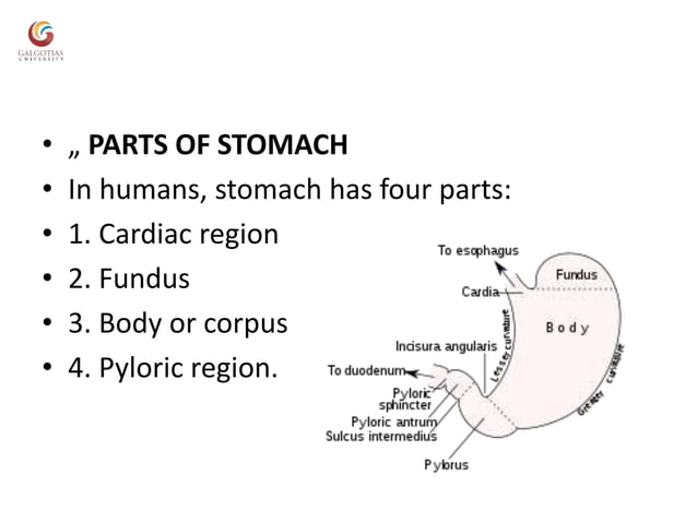 Functional anatomy of stomach, functions of stomach and glands of ...