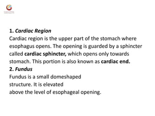 Functional anatomy of stomach, functions of stomach and glands of ...