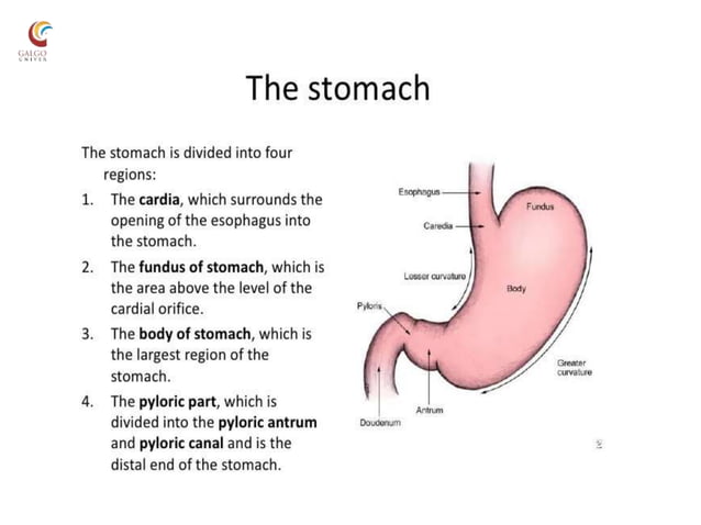Functional anatomy of stomach, functions of stomach and glands of ...