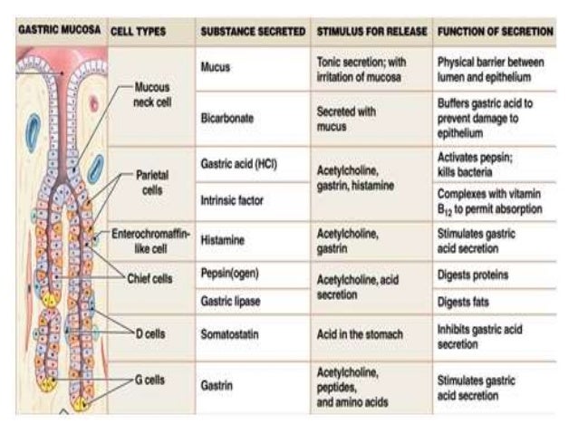 Functional anatomy of stomach, functions of stomach and glands of sto…