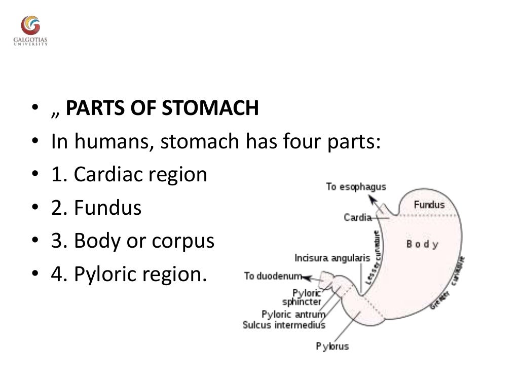 Stomach Structure Anatomy