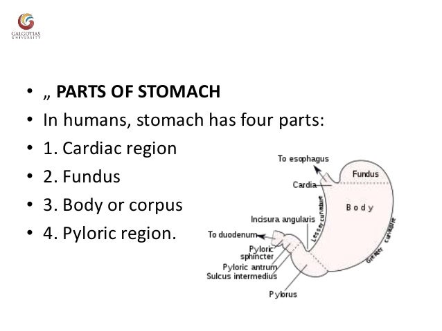 Functional anatomy of stomach, functions of stomach and glands of sto…