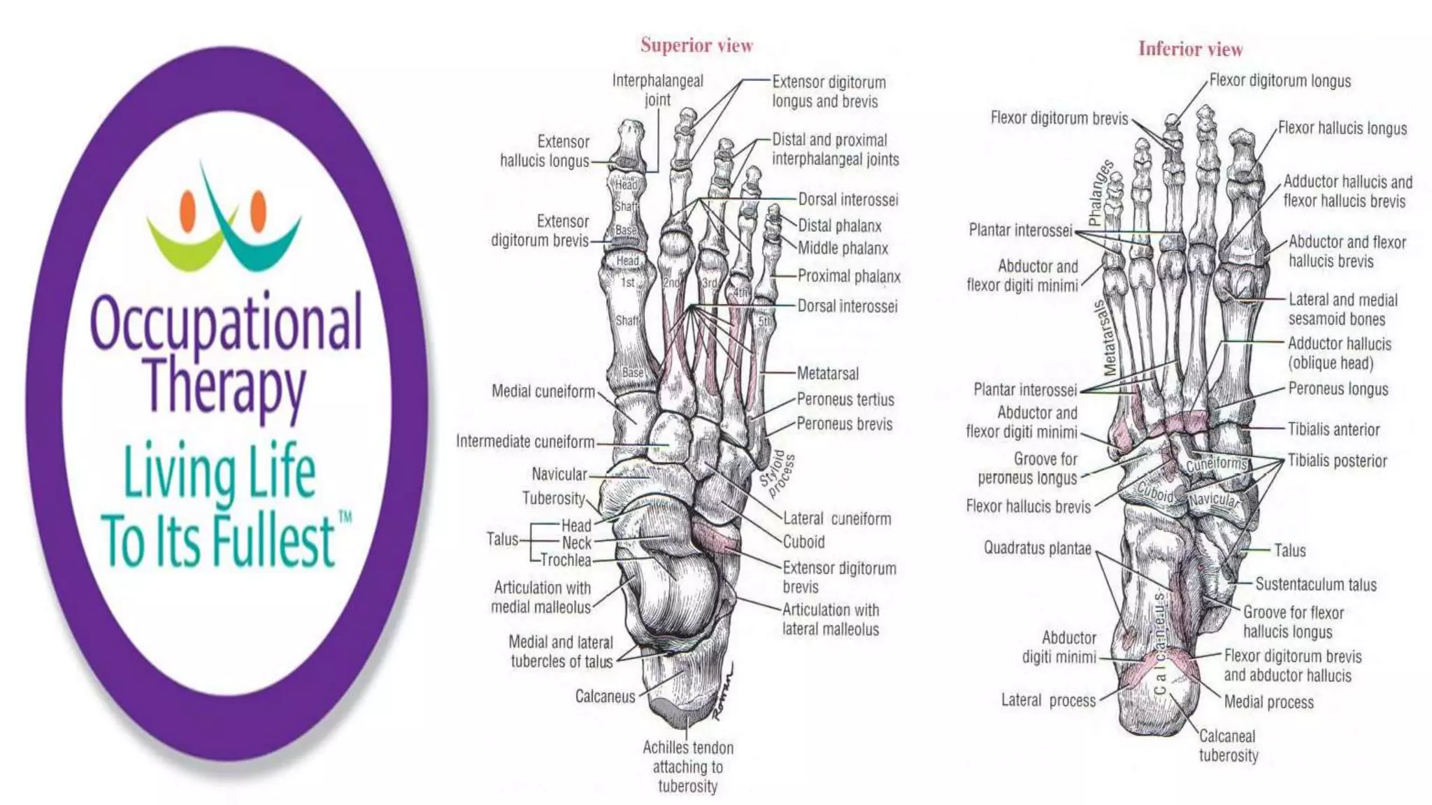 Functional Anatomy of the Ankle and Foot | PPTX