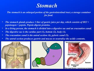Functional anatomy of digestive system ppt | PPTX
