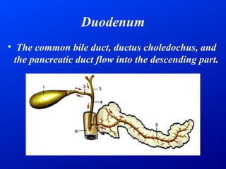 Functional anatomy of digestive system ppt | PPTX