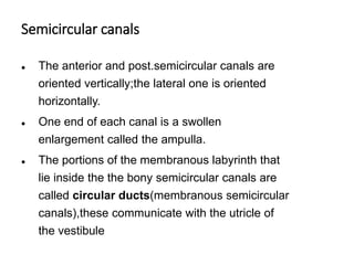 functional anatomy of the ear.ppt