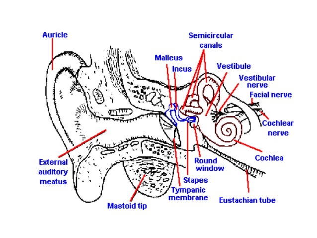 functional anatomy of the ear.ppt