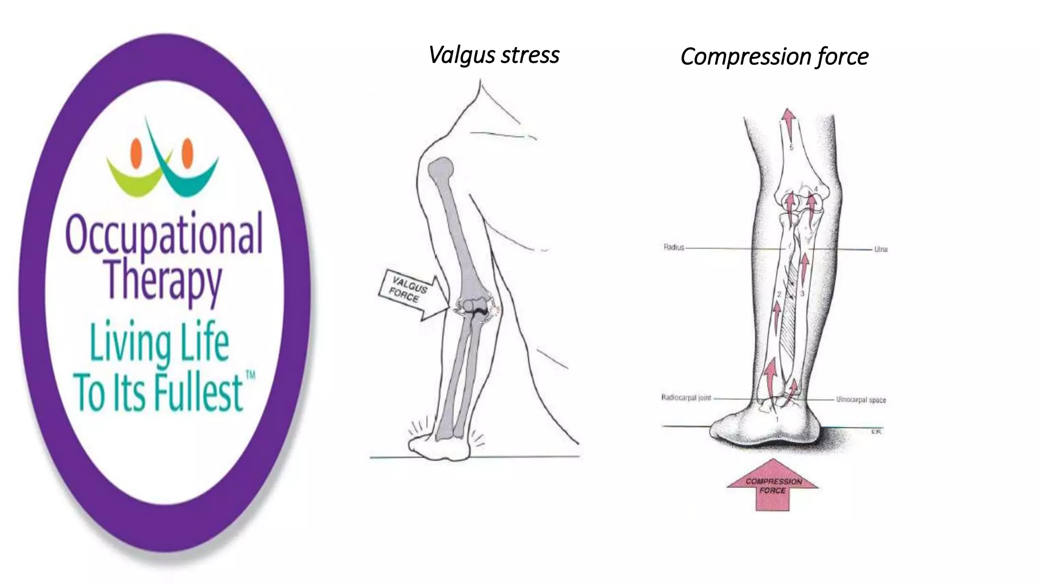 Functional Anatomy of the Elbow Joint | PPTX