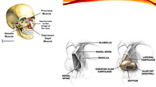FUNCTIONAL ANATOMY OF THE NOSE.pptx
