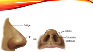 FUNCTIONAL ANATOMY OF THE NOSE.pptx