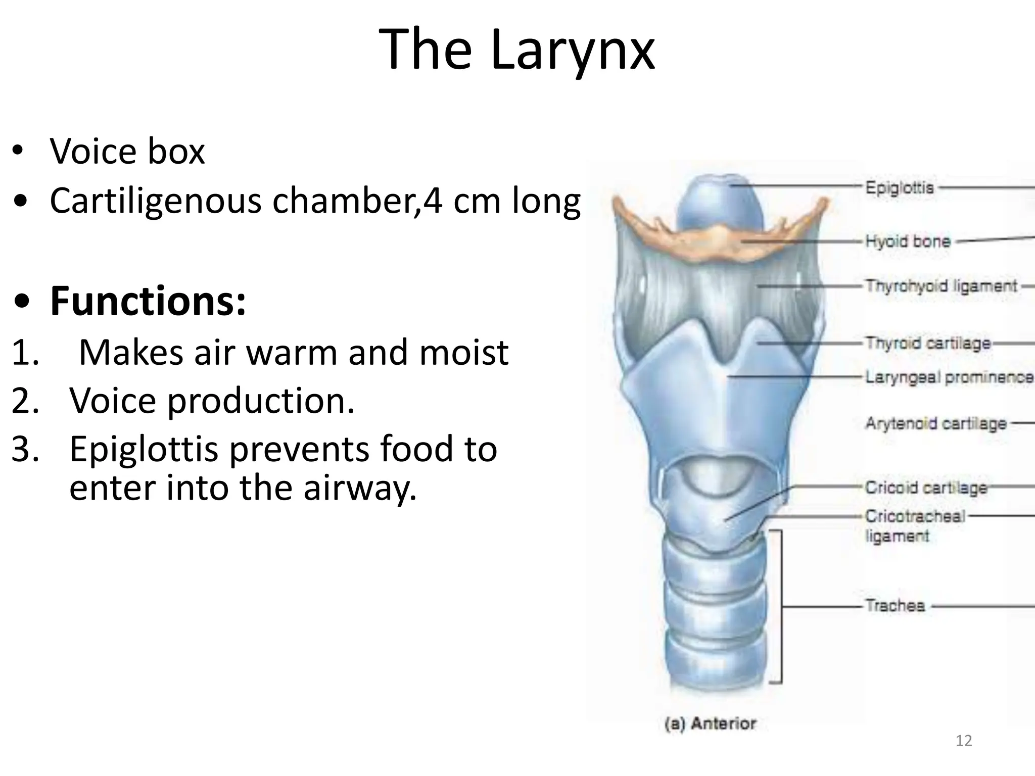 Functional Anatomy of the Respiratory System.pptx